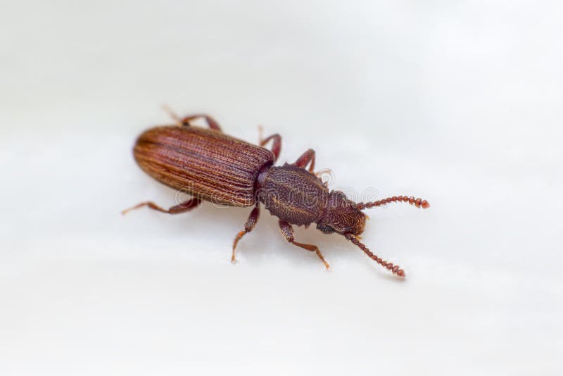Merchant Grain Beetle in White Background View from Side. Oryzaephilus ...