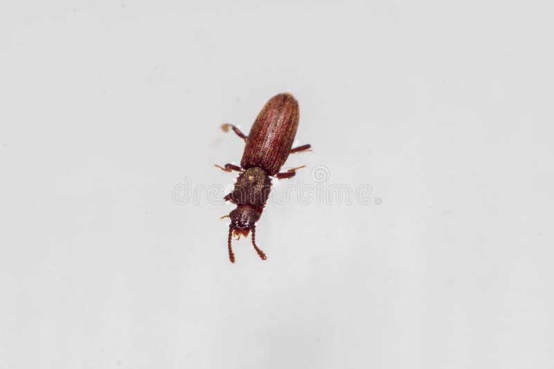 Merchant Grain Beetle in White Background Walking. Oryzaephilus ...