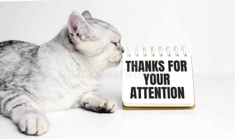 Merci De Votre Attention Sur Le Portable Et Le Chat Gris Image stock ...