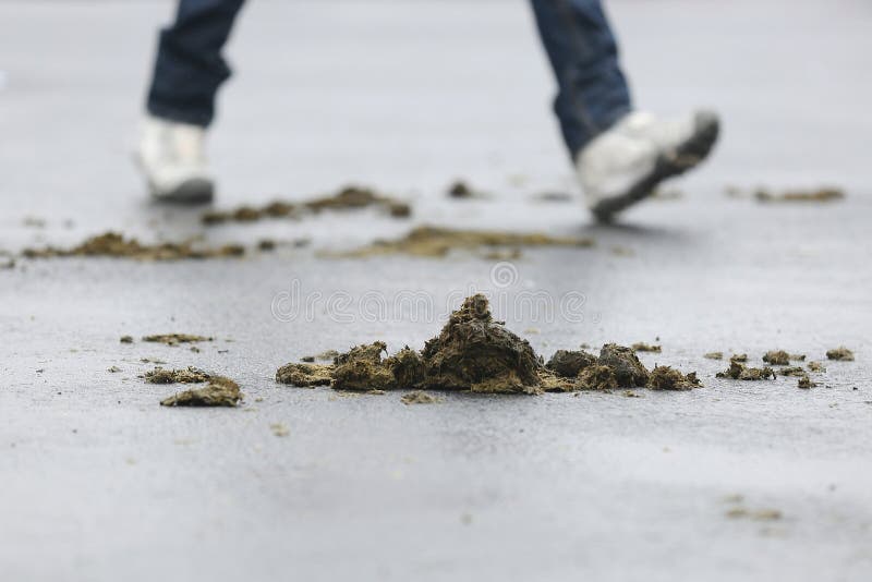 Merda de cão foto de stock. Imagem de cocô, excrementos - 72947910