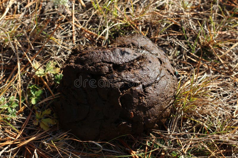 571 Fotos de Stock de Merda Da Vaca - Fotos de Stock Gratuitas e Sem ...