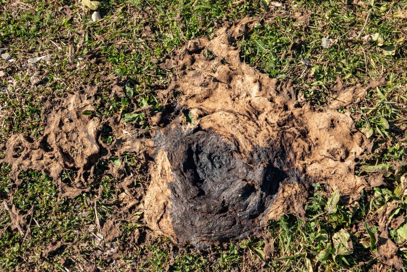 Vaca cagada na grama foto de stock. Imagem de rural, nave - 44987862