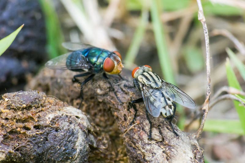 Merda Del Gatto Con La Mosca Fotografia Stock - Immagine di verde ...