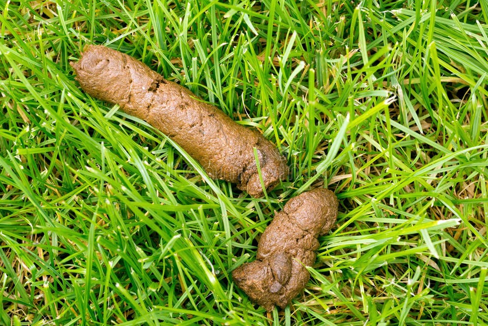 Merde de chien image stock. Image du extérieur, pommes - 53706669