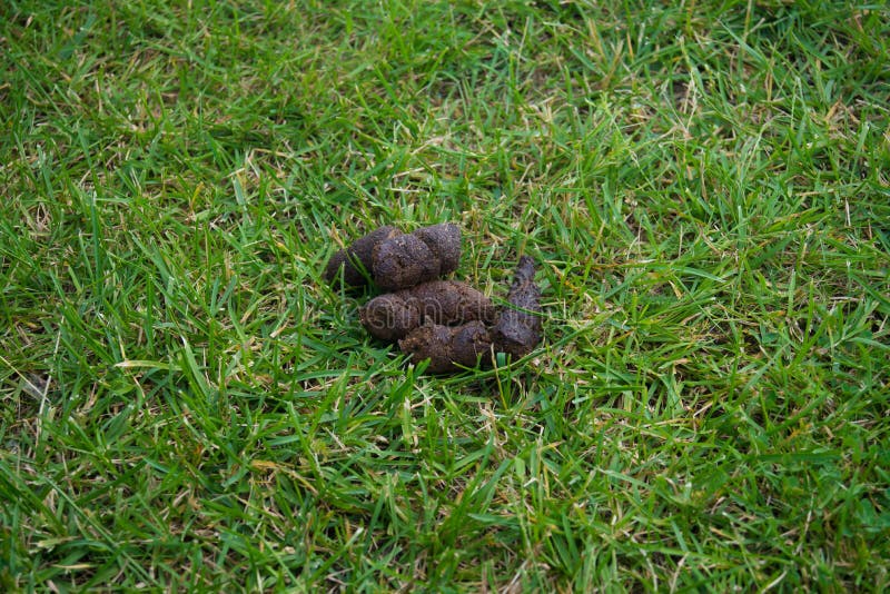 558 Merde De Chien Photos libres de droits et gratuites de Dreamstime