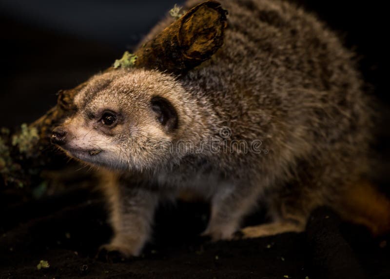 Merecat Portrait Stock Photos - Free & Royalty-Free Stock Photos from ...