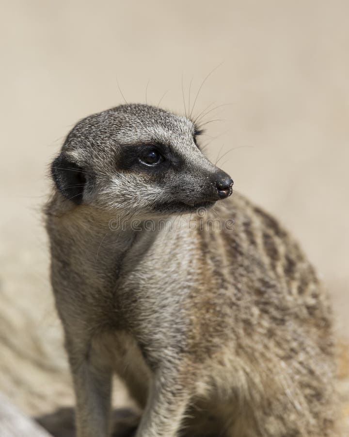 Merecat stock image. Image of kenya, mammal, africa, sitting - 90585