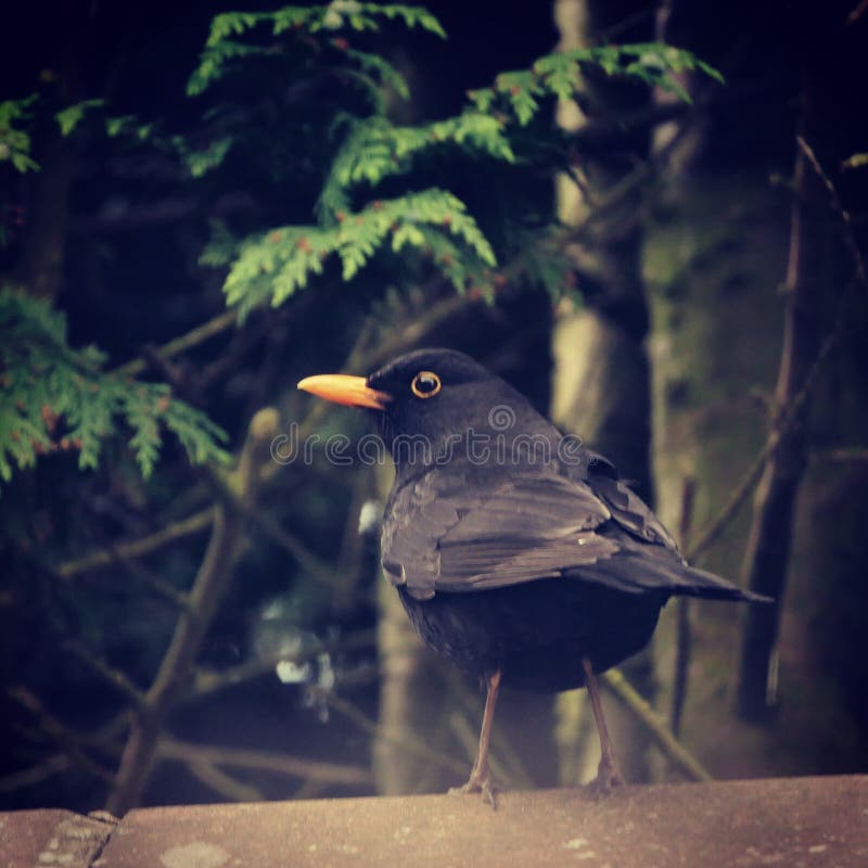 Merel stock afbeelding. Image of zitting, bomen, geel - 117674807