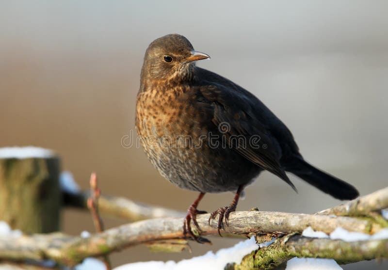 Vrouwelijke Merel stock afbeelding. Image of outdoors - 14991637