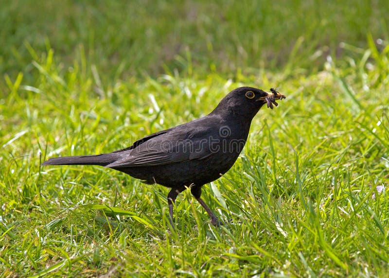 Merel stock foto. Image of voer, wormen, dier, vrij, wild - 14234568