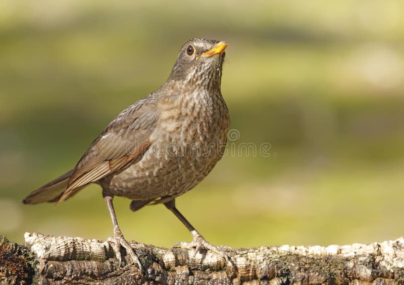 Merel stock afbeelding. Image of volwassen, seizoen, nave - 47138427