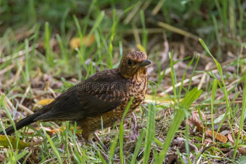 Merel stock afbeelding. Image of achtergrond, gras, zitting - 58394055