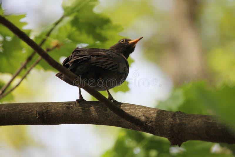 Merel stock foto. Image of lang, portret, boom, status - 72308240