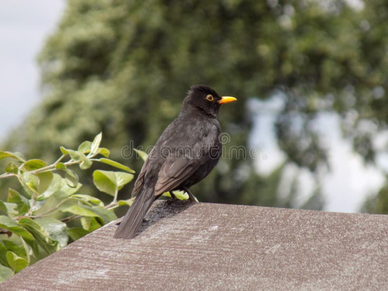 Merel stock foto. Image of veren, status, nave, tuin - 93873582