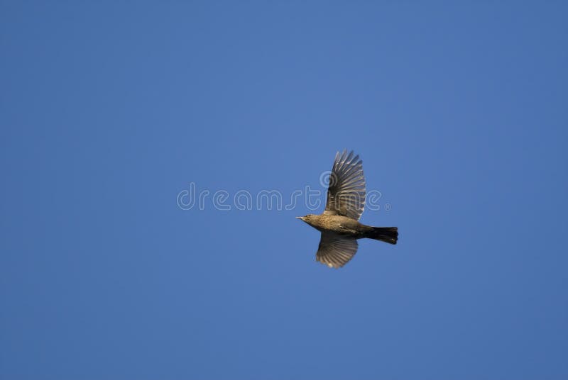 Merel, Common Blackbird, Turdus Merula Stock Photo - Image of marc ...