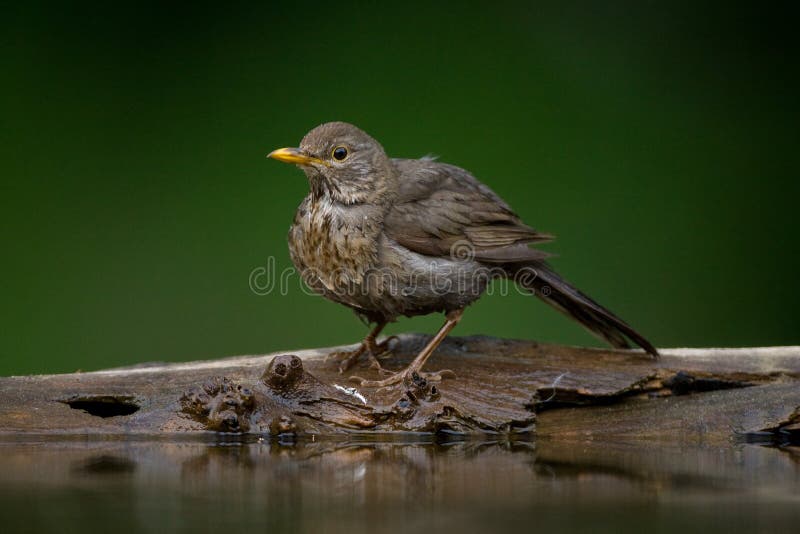 Merel, Common Blackbird, Turdus Merula Stock Image - Image of female ...