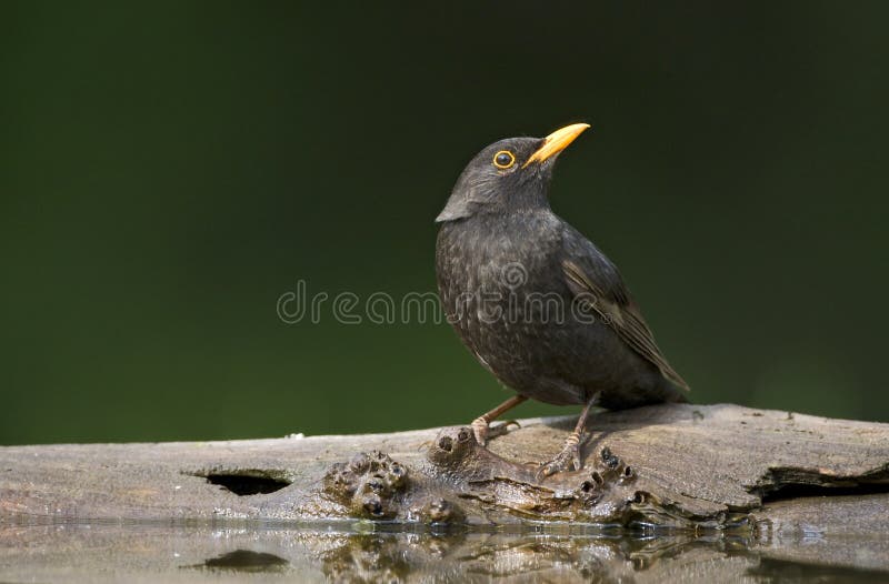 Merel, Common Blackbird, Turdus Merula Stock Photo - Image of drinking ...