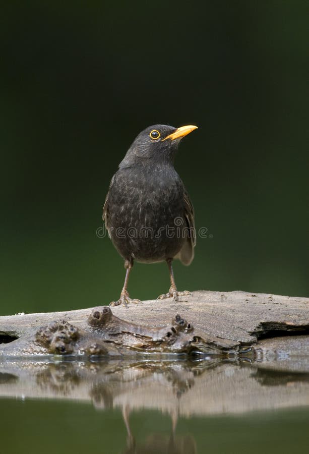 Merel, Common Blackbird, Turdus Merula Stock Image - Image of drinking ...