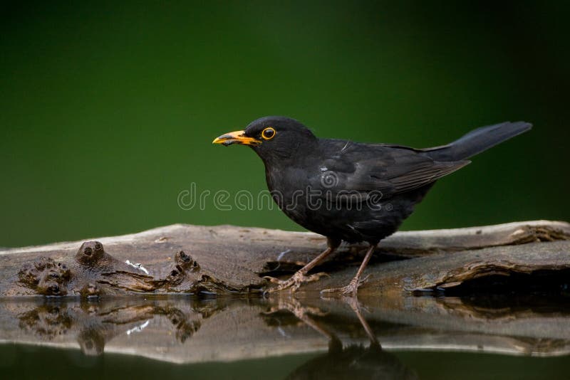 Merel, Common Blackbird, Turdus Merula Stock Photo - Image of drinking ...