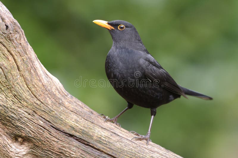 Merel, Melro Comum, Merula Do Turdus Imagem de Stock - Imagem de ...