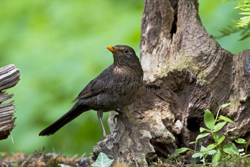 Merel, Melro Comum, Merula Do Turdus Foto de Stock - Imagem de europa ...