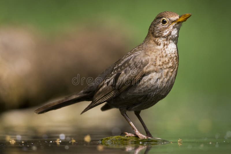 Merel, Melro Europeu, Merula Do Turdus Foto de Stock - Imagem de jardim ...