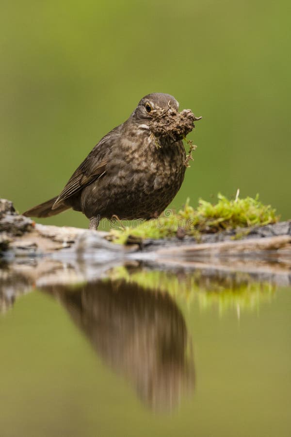 Merel, Merle Eurasien, Merula De Turdus Image stock - Image du oiseau ...