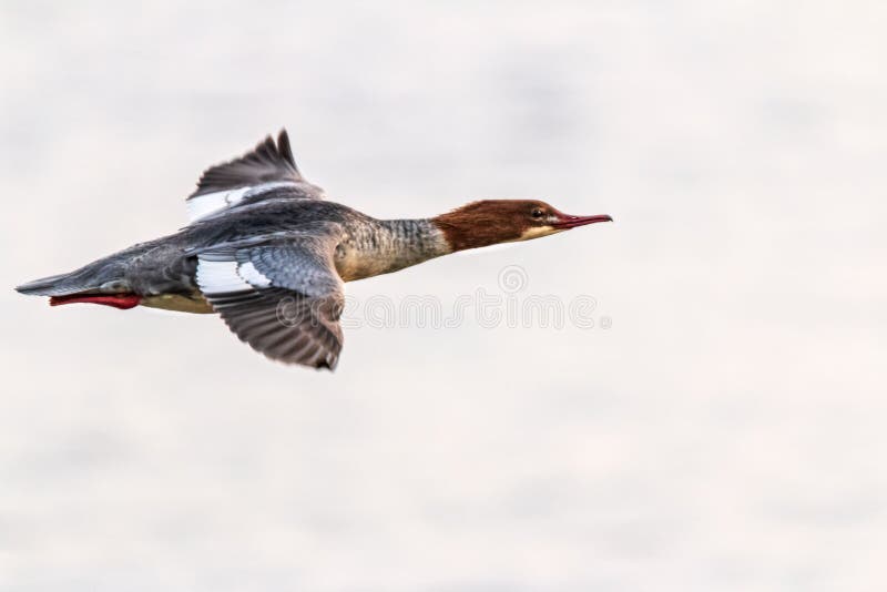 Goosander (merganser) Chicks Stock Image - Image of lake, parental ...