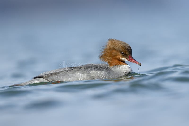Mergo comune immagine stock. Immagine di colorato, animale - 41900837