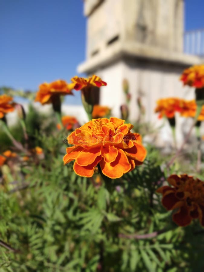 Merigold Flower Ganda Flower Plants Specialist Stock Image - Image of ...