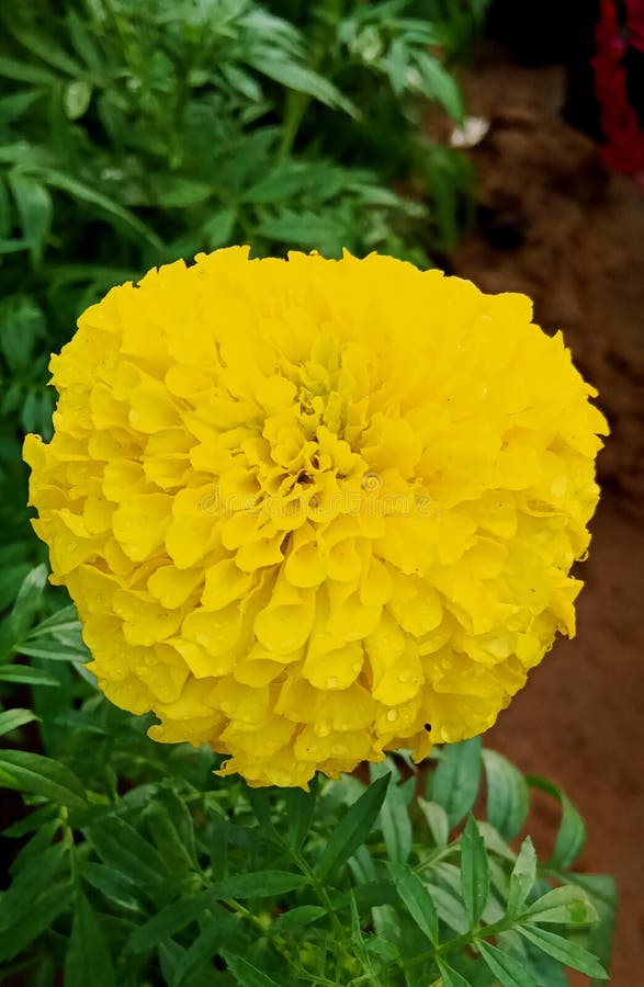 Merigold Flower Nice Looking Image Stock Photo - Image of nice, flower ...