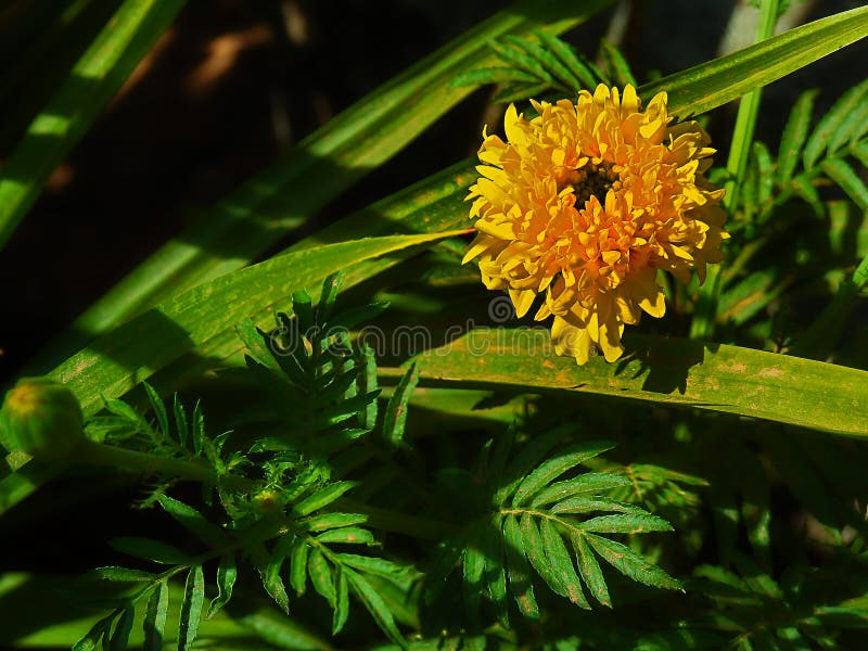 Merigold flower yellow. stock photo. Image of buddha - 89329940