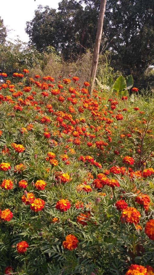 Merigold stock image. Image of garden, bengal, merigold - 128587883