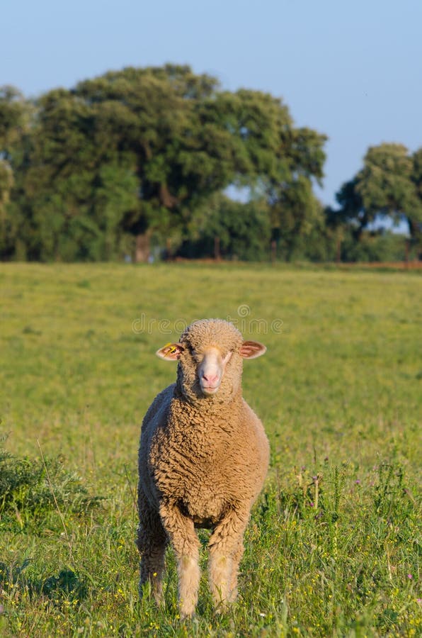 Flock of Merina Sheep at Extremadura Dehesa, Spain Stock Photo - Image ...