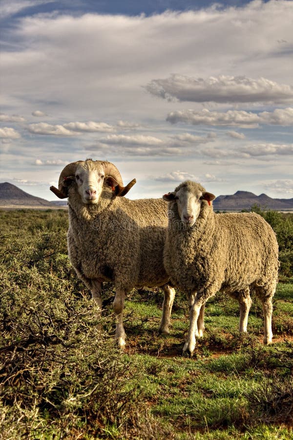 Sheep - Merino stock photo. Image of australia, wool, face - 2384020