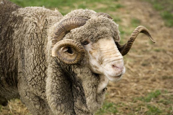 Merino ram stock image. Image of curly, rural, farmyard - 2460053
