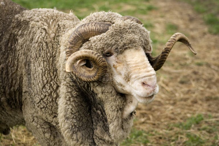 Merino ram stock image. Image of curly, rural, farmyard - 2460053
