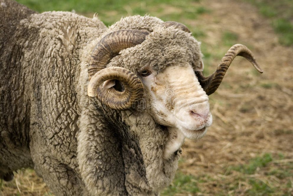 Merino ram stock image. Image of curly, rural, farmyard - 2460053