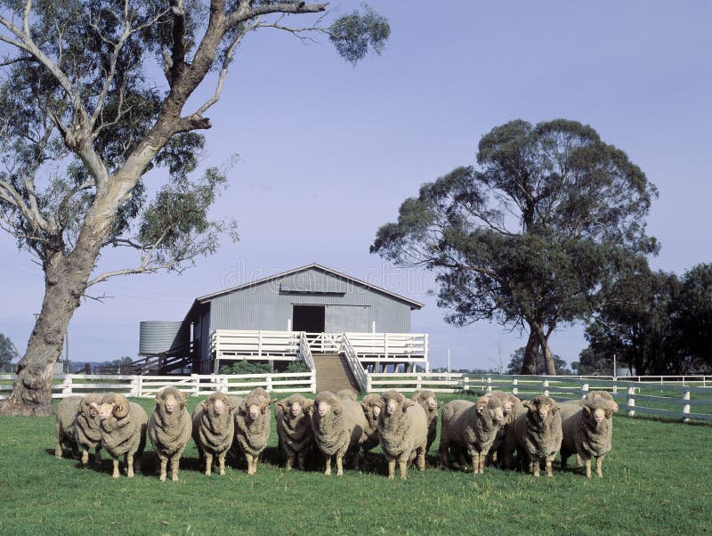 Merino rams stock image. Image of wool, australia, sheep - 28577779