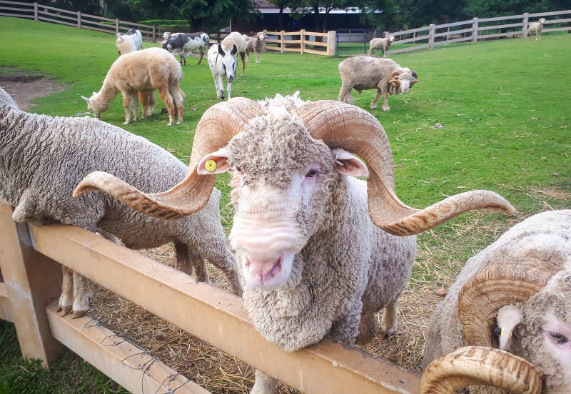 Merino-Schafe stockfoto. Bild von landwirtschaftlich - 163341410