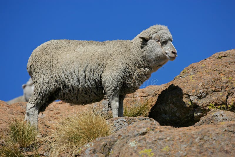 Saxon Merino Ram stock photo. Image of rural, agriculture - 8851352