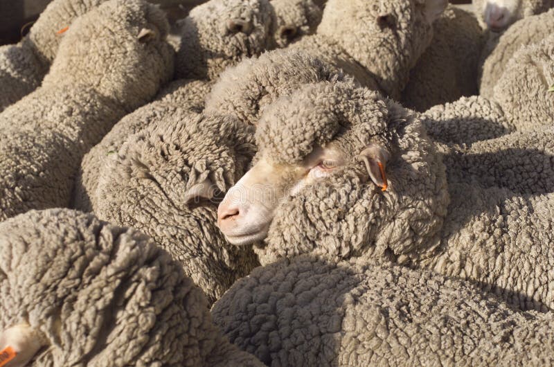 Merino sheep stock image. Image of male, industry, sheep - 31598317