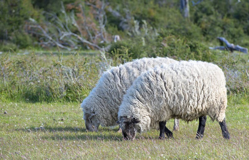 Merino sheep stock image. Image of wool, countryside - 37565815