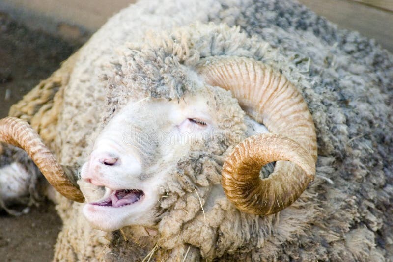 Merino Sheep stock photo. Image of bleating, nose, sheep - 573416