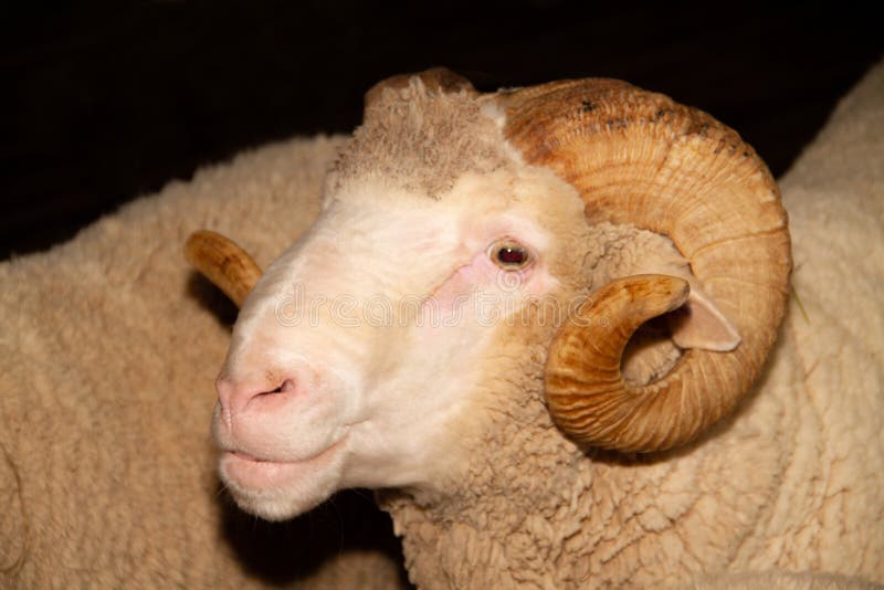 Merino Ram Head With Horns Close Up Stock Image - Image of pink ...