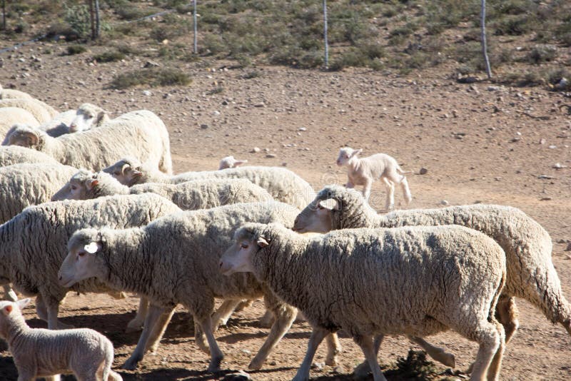 Merino Sheep stock photo. Image of lamb, white, grey - 42490944