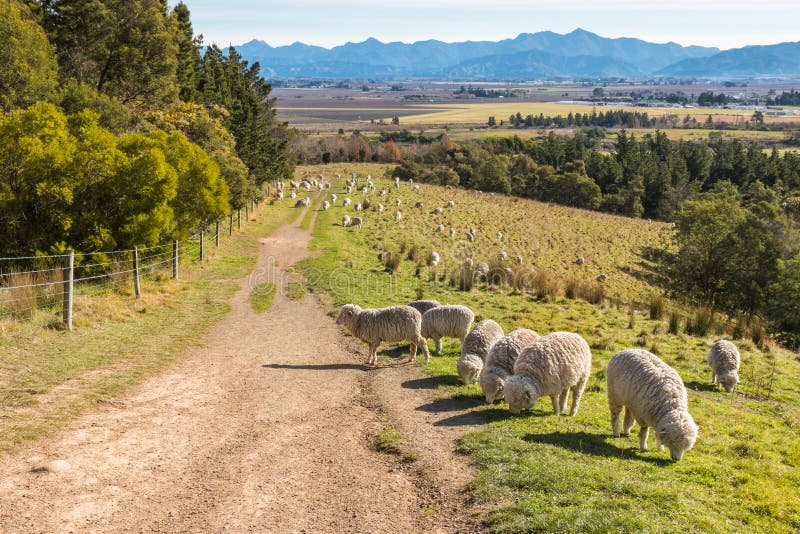 Merino Sheep Grazing Above Blenheim Town in New Zealand Stock Photo ... Merino Sheep Grazing Above Blenheim Town in New Zealand Stock Photo ...