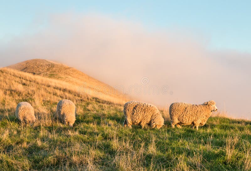 Merino Sheep Grazing on Grassy Hill at Sunset Stock Photo - Image of ...