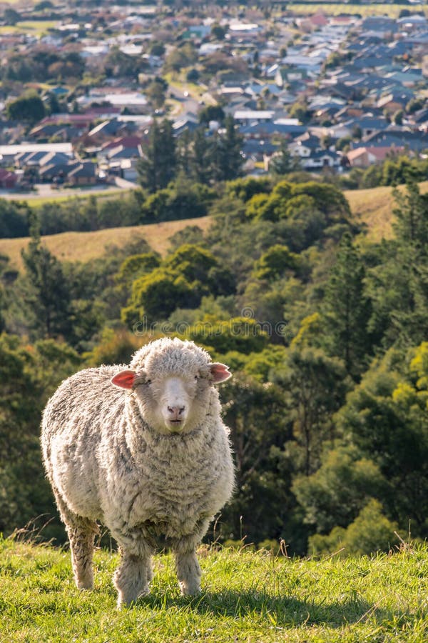 Merino Sheep Grazing on Grassy Slope Above Blenheim Town, New Zealand ... Merino Sheep Grazing on Grassy Slope Above Blenheim Town, New Zealand ...