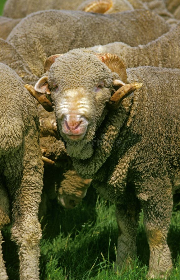 Merino Sheep, Ram stock photo. Image of sheep, herd - 195047080